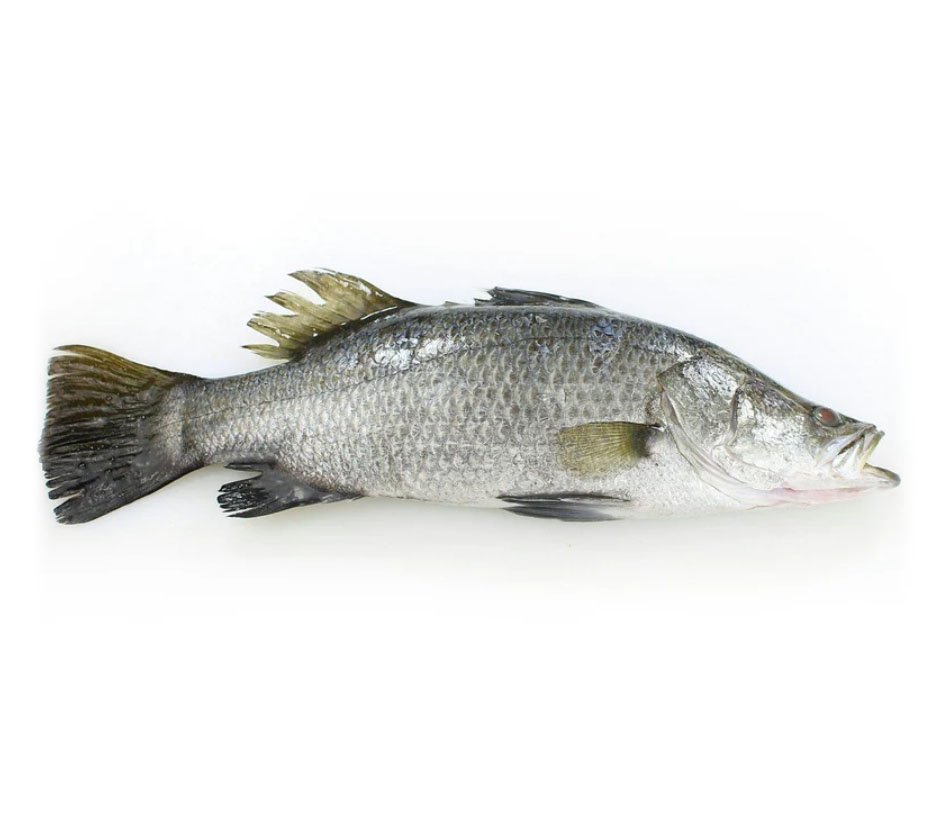 Frozen Barramundi Fish - Angan Seafood